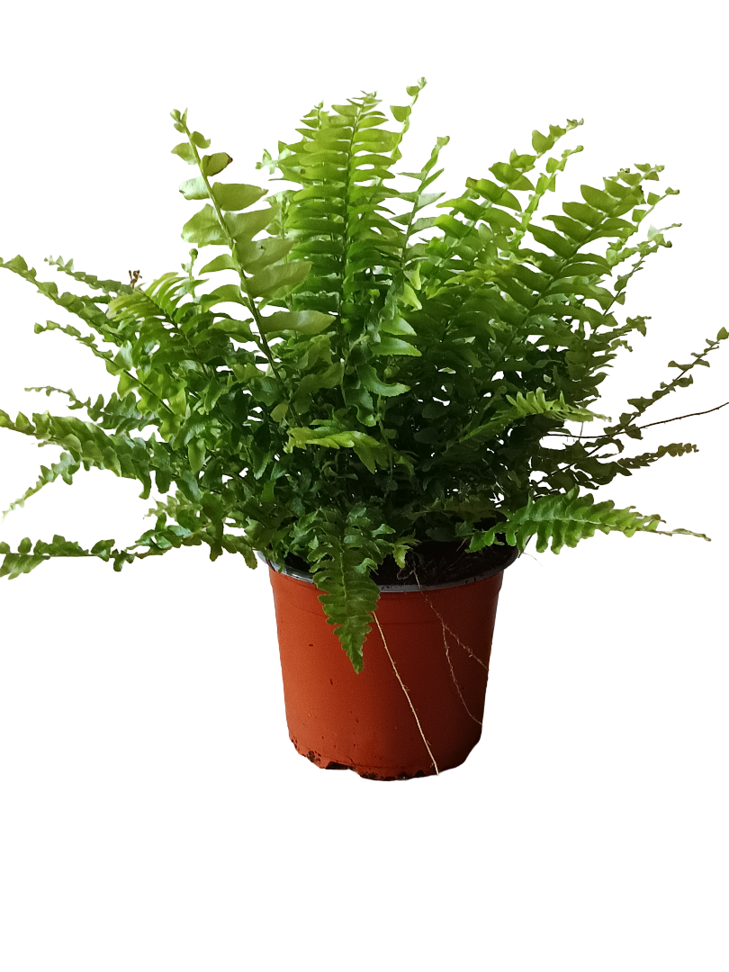 Feto Exaltata (momento Verde) Planta De Interior Ø12 Cm em Planeta Huerto