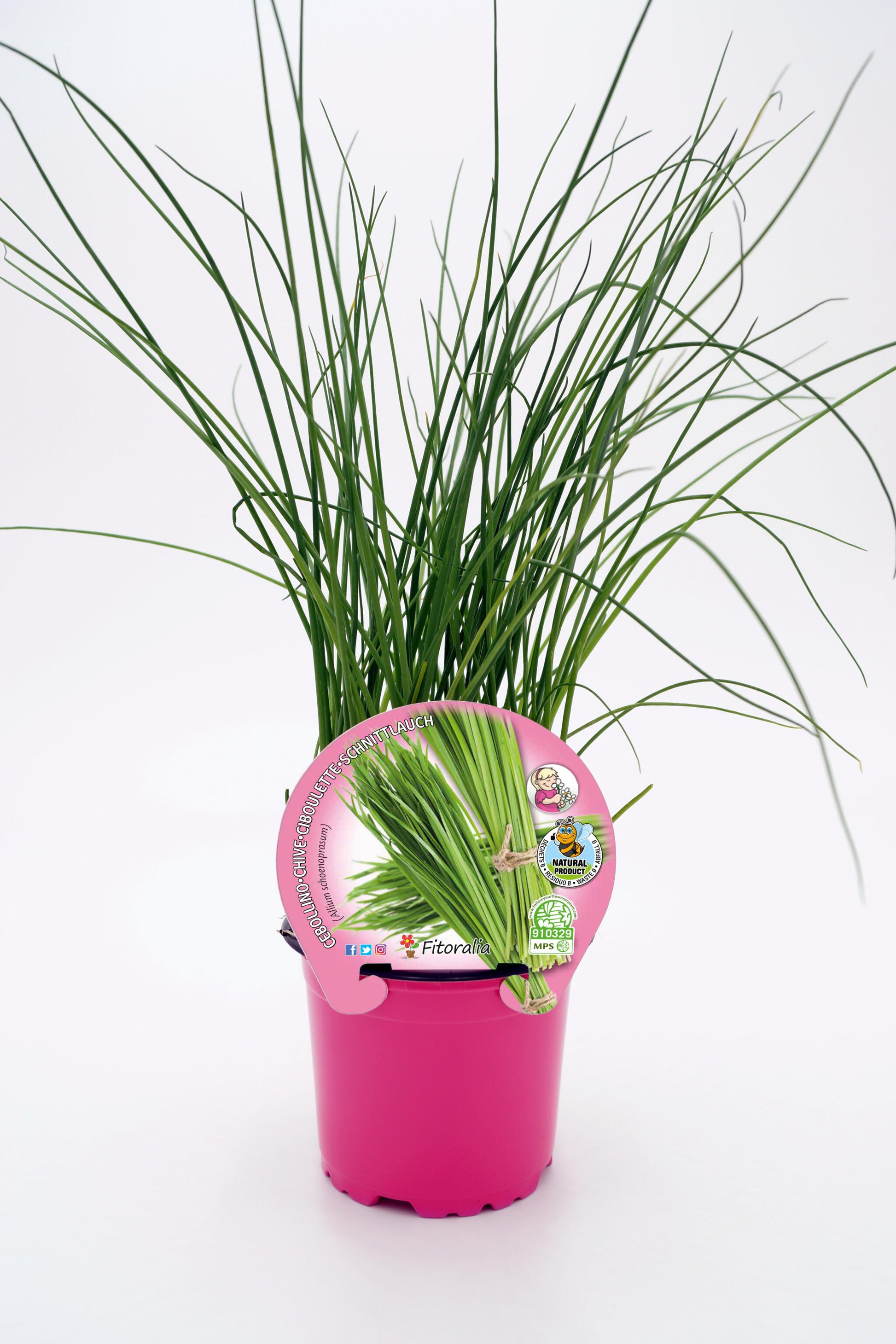 Cebolinho Em Vaso 10,5 Cm. Natural - Fitoralia em Planeta Huerto